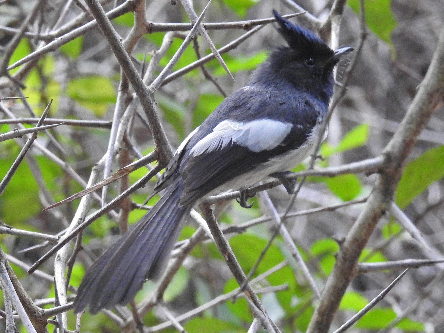 African Crested Flycatcher - eBird