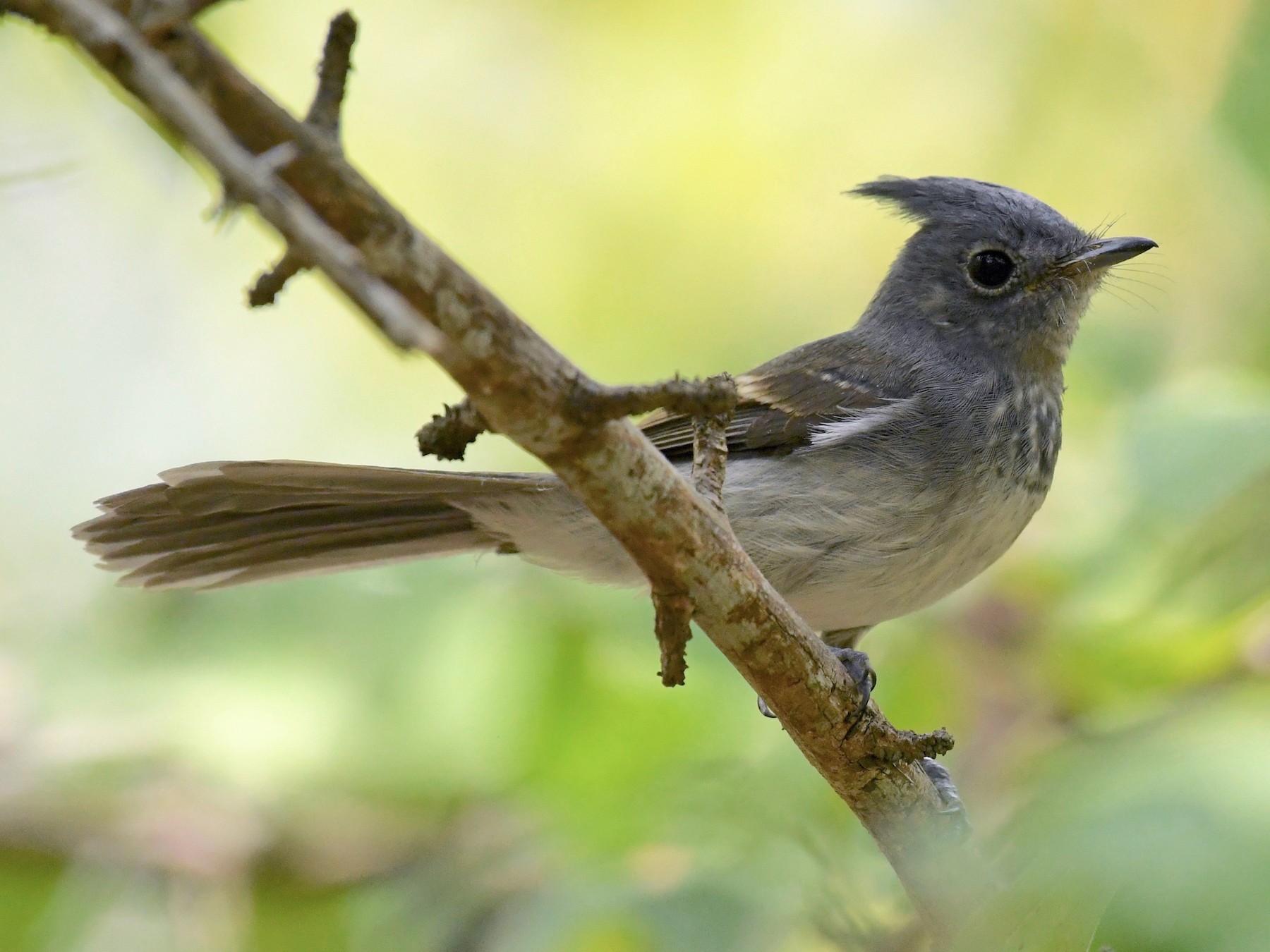 African Crested Flycatcher - eBird