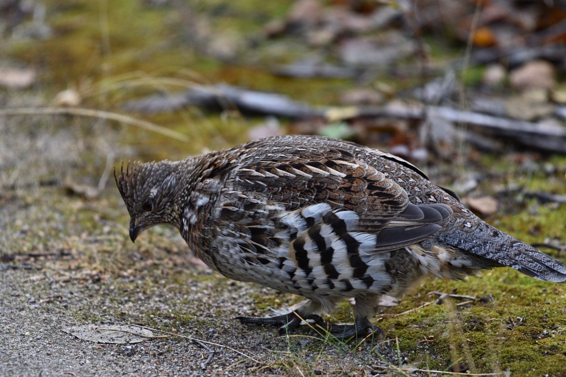 eBird Checklist - 21 Oct 2019 - HVGB--Birch Island Rd Hydro - 3 species