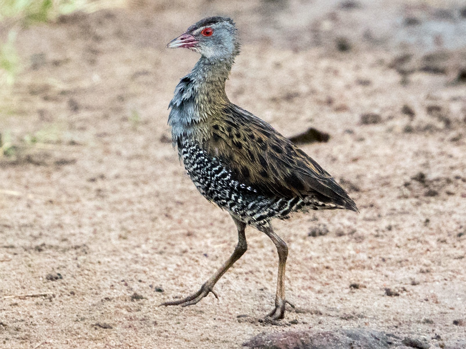 African Crake - eBird