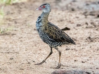 African Crake - eBird