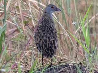 African Crake - eBird