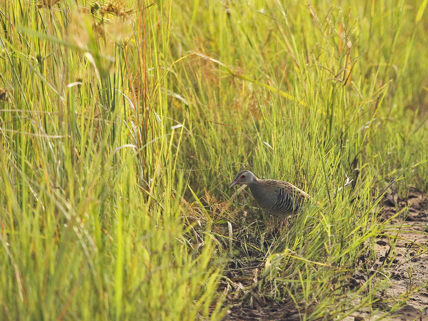 African Crake - eBird