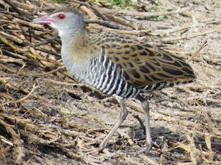 African Crake - eBird