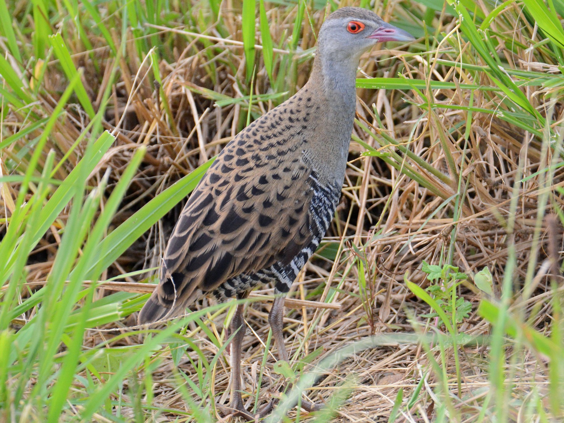 African Crake - eBird