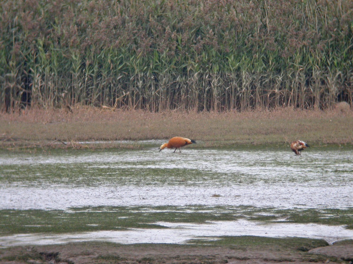 eBird Checklist - 21 Sep 2008 - Alkborough Flats - 9 species