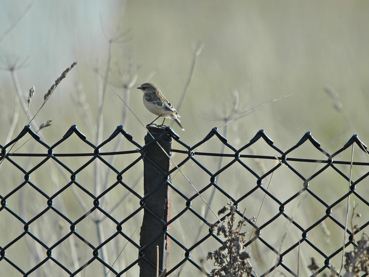 eBird Checklist - 1 Nov 2008 - Spurn Bird Observatory Recording Area ...