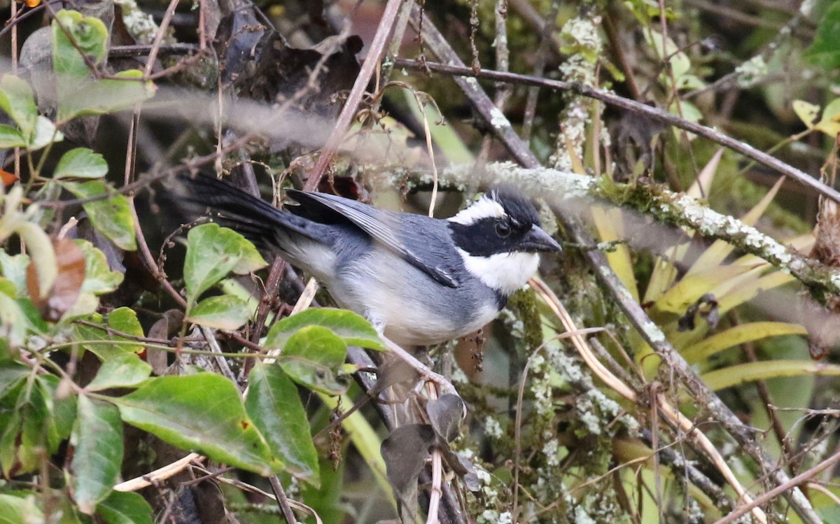 ML183606631 - Black-capped Sparrow - Macaulay Library