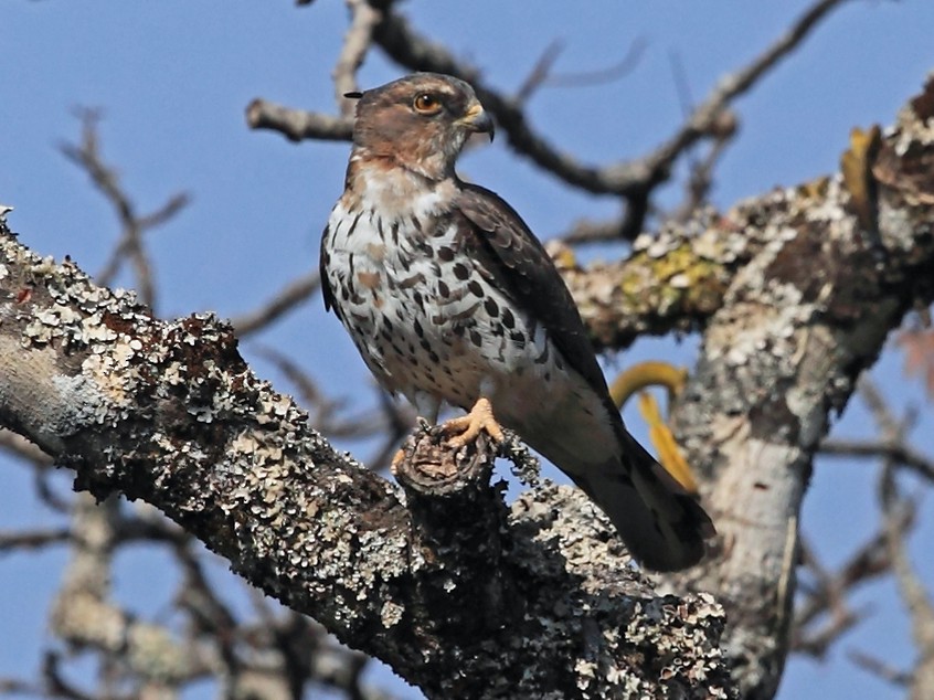 African Cuckoo-Hawk - eBird