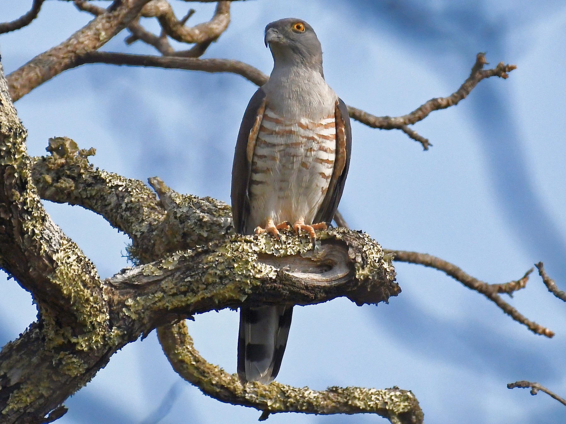African Cuckoo-Hawk - eBird