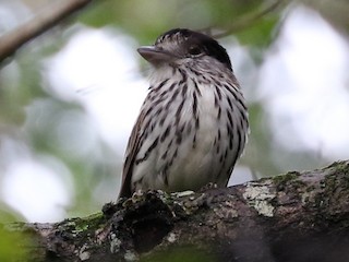 African Broadbill - eBird