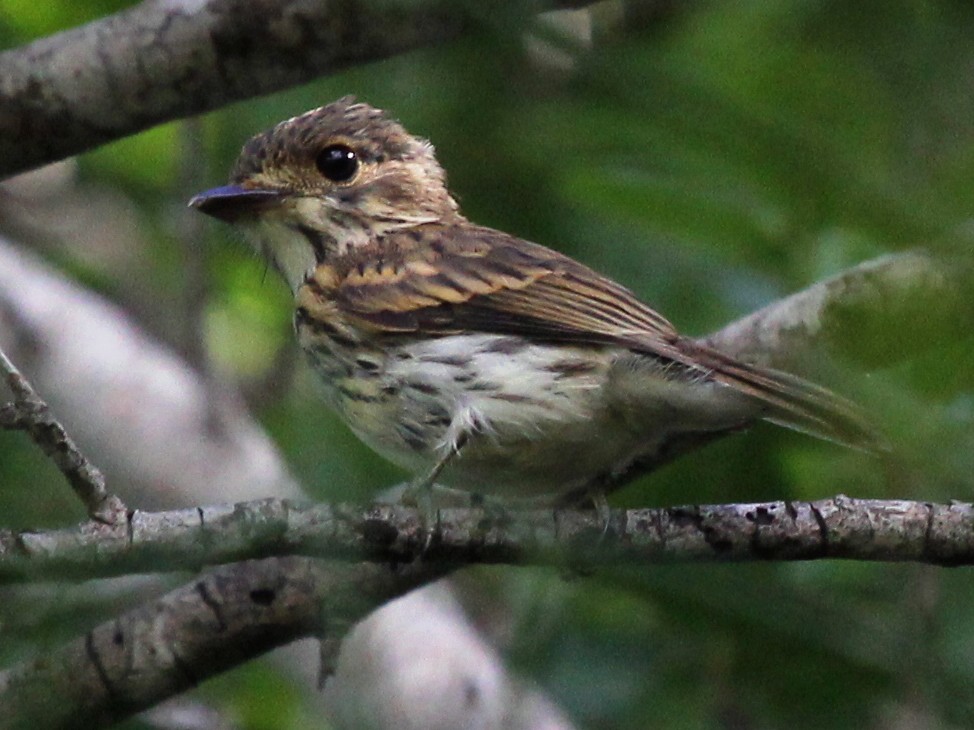 African Broadbill - eBird