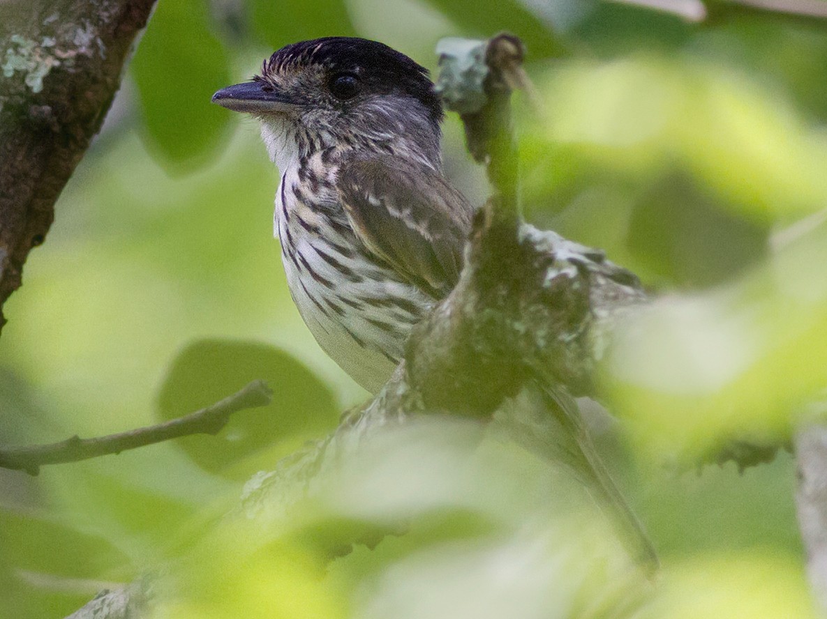 African Broadbill - eBird