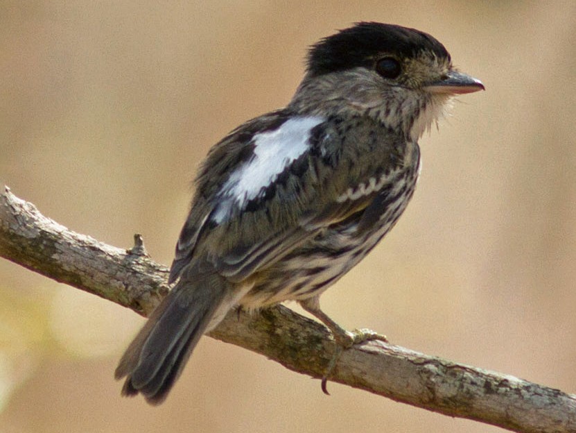 African Broadbill - eBird