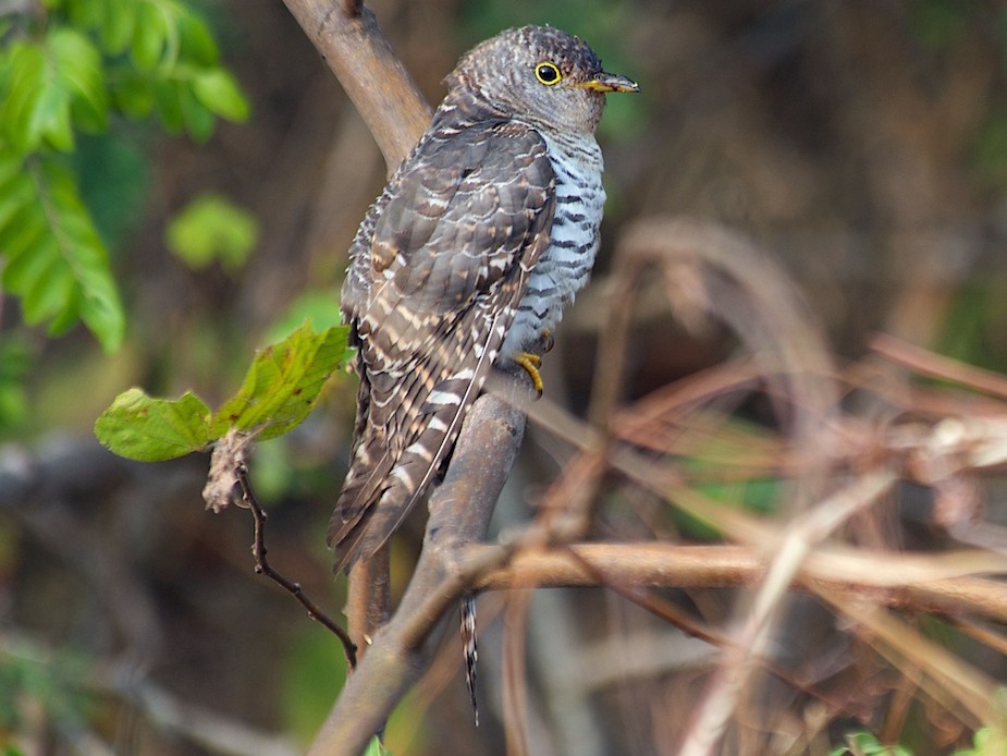 African Cuckoo - eBird