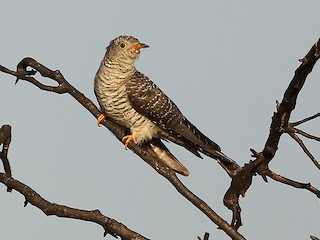 African Cuckoo - eBird