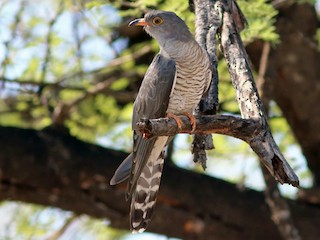 African Cuckoo - eBird