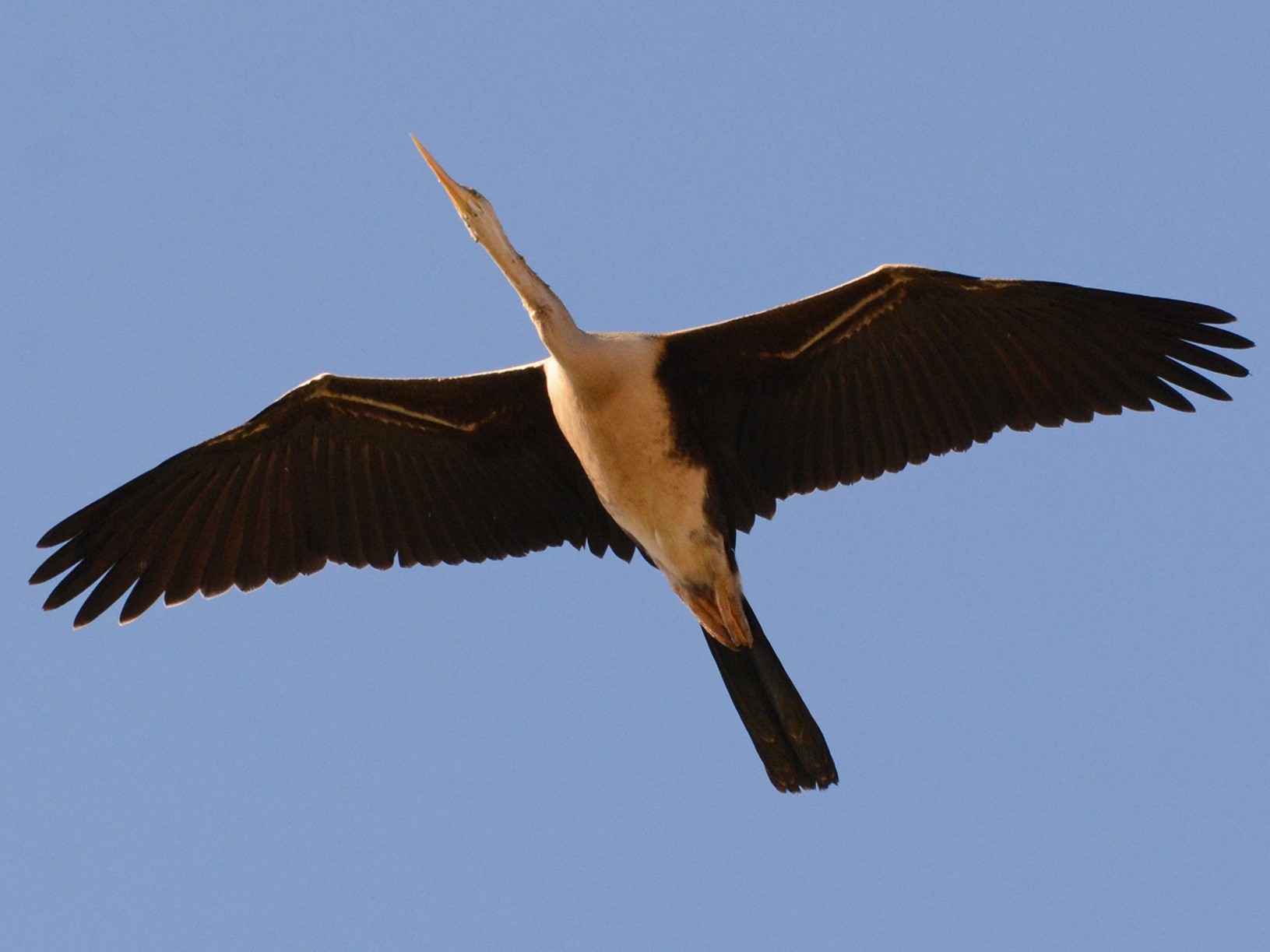 African Darter - eBird