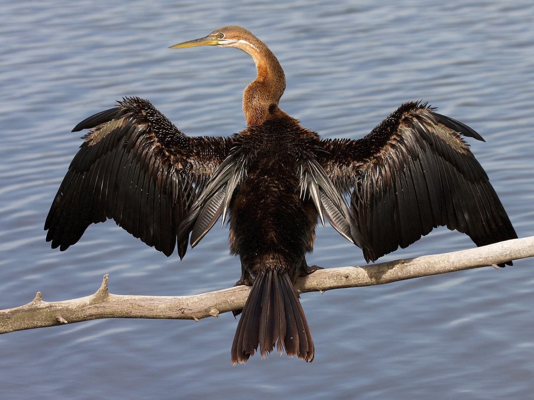 African Darter - eBird