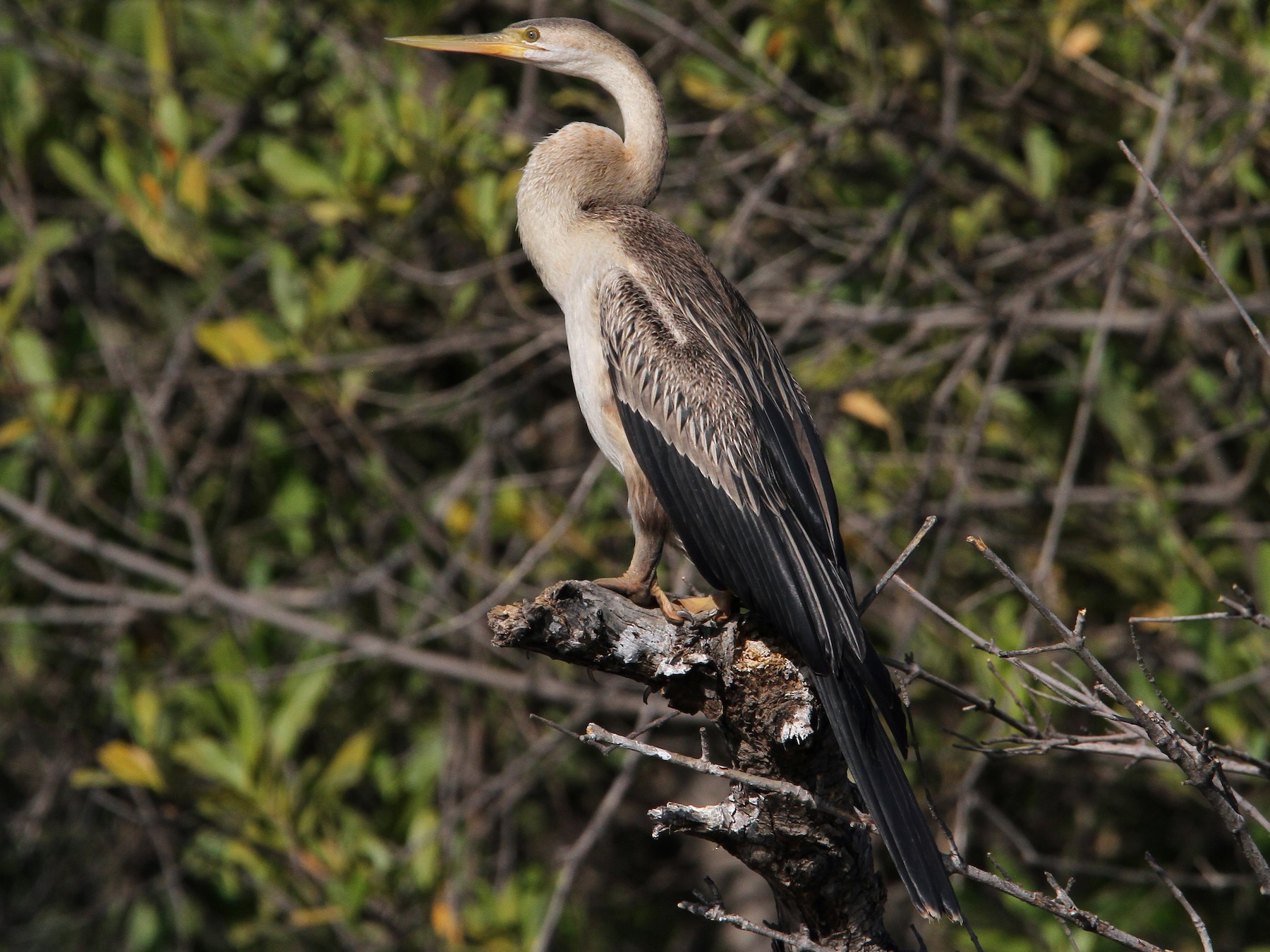 African Darter - eBird