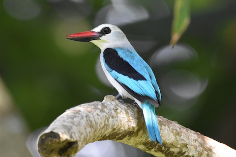 Woodland Kingfisher Migration