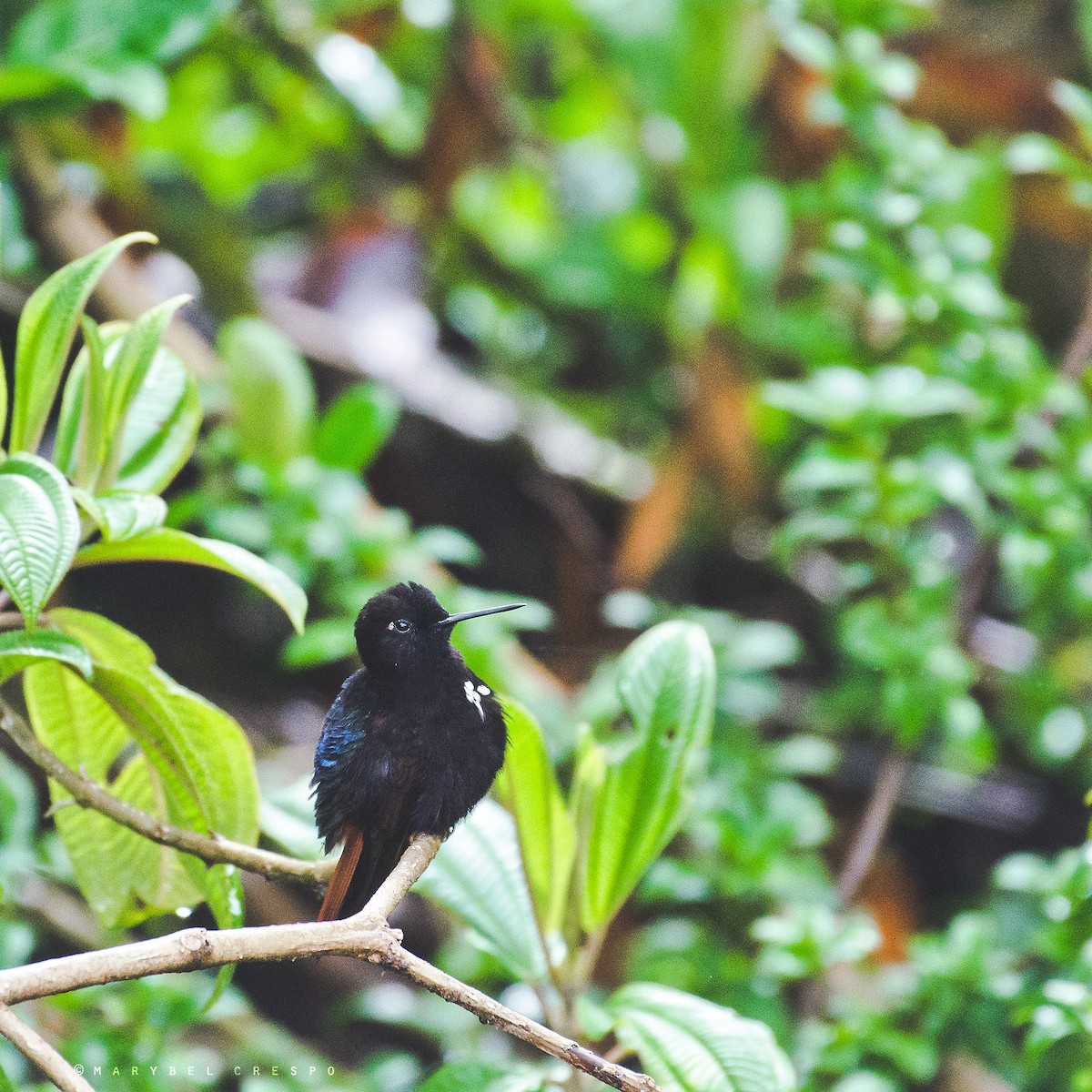 eBird Checklist - 19 Oct 2019 - Corani Dam Area - 32 species