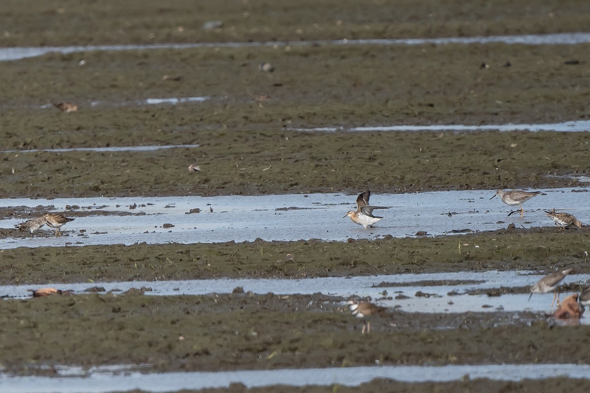 eBird Checklist - 22 Oct 2019 - Killdeer Plains Wildlife Area--Pond 27 ...