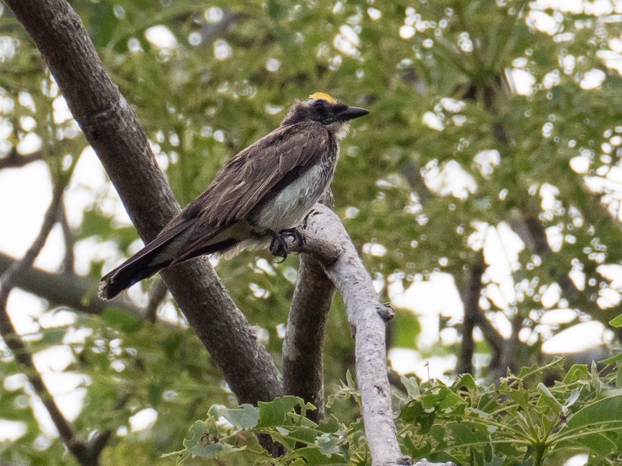 Tyrannus sp. - eBird