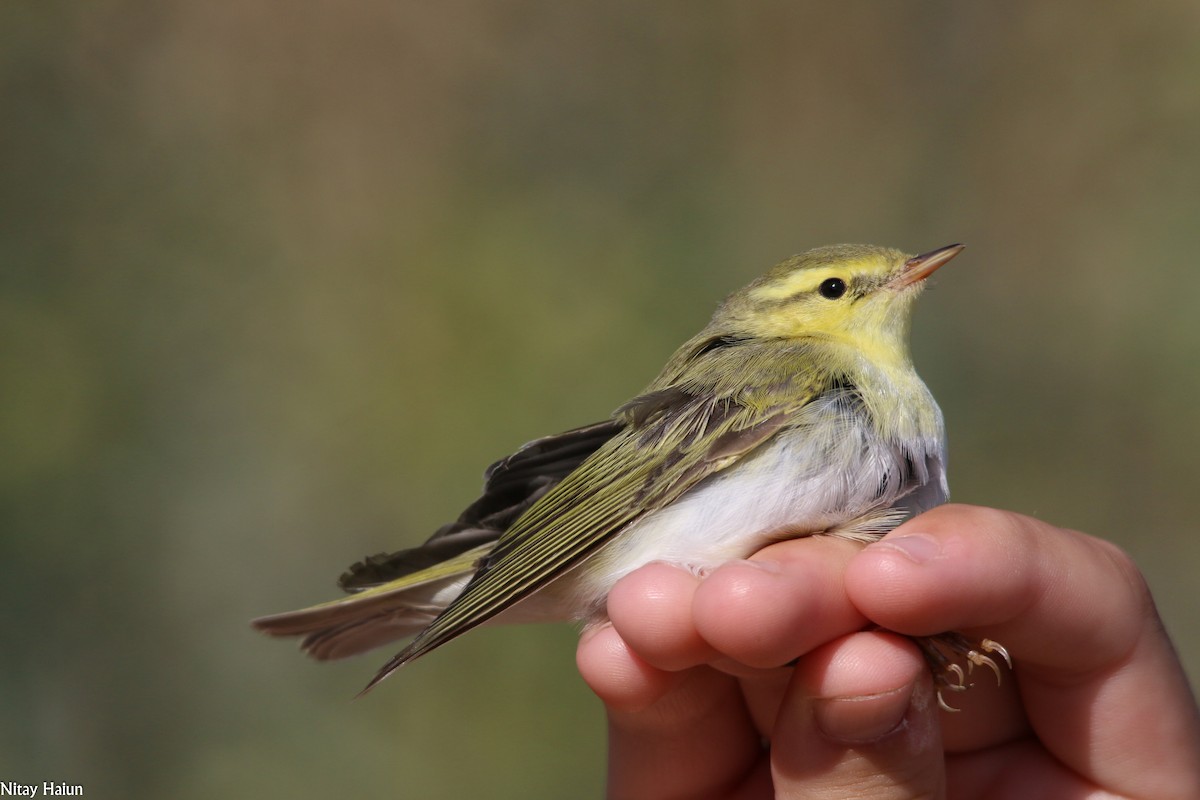 eBird Checklist - 7 Oct 2019 - Midreshet Ben-Gurion מדרשת בן גוריון - 5 ...
