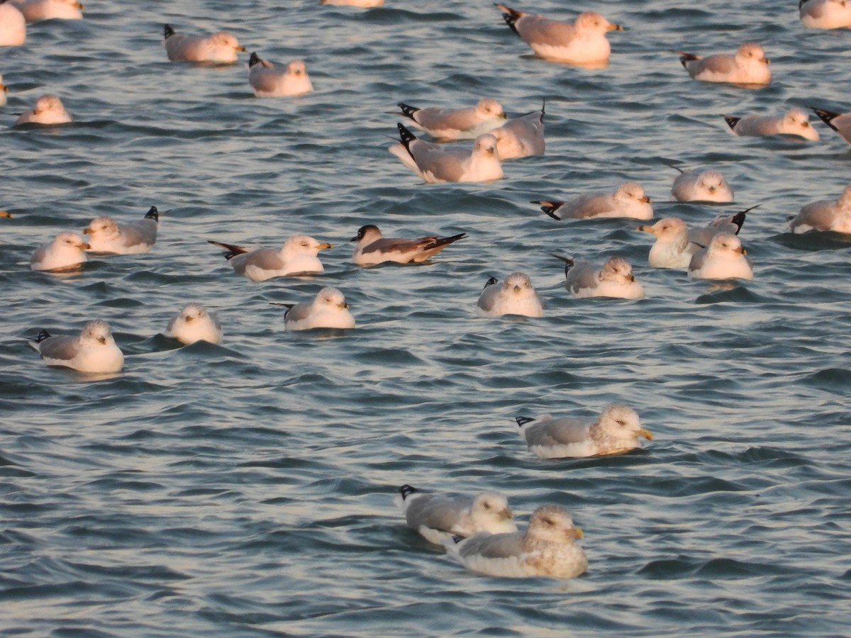 eBird Checklist - 23 Oct 2019 - Hagersville Quarry Ponds - 10 species