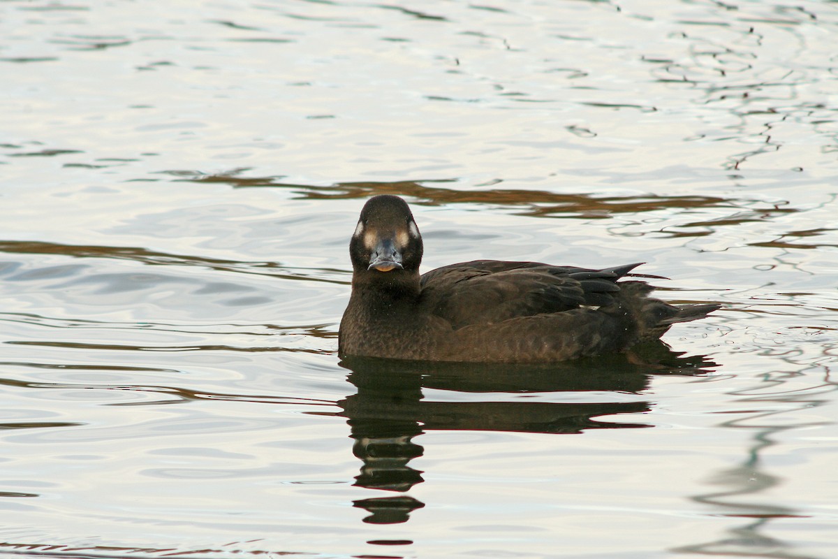 eBird Checklist - 1 Jan 2010 - Barrow, Lancs - 10 species