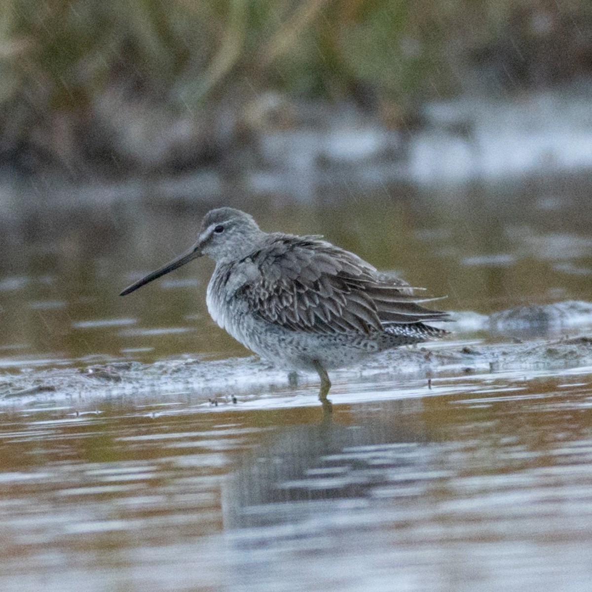 eBird Checklist - 23 Oct 2019 - Hampton Salt Marsh Conservation Area ...