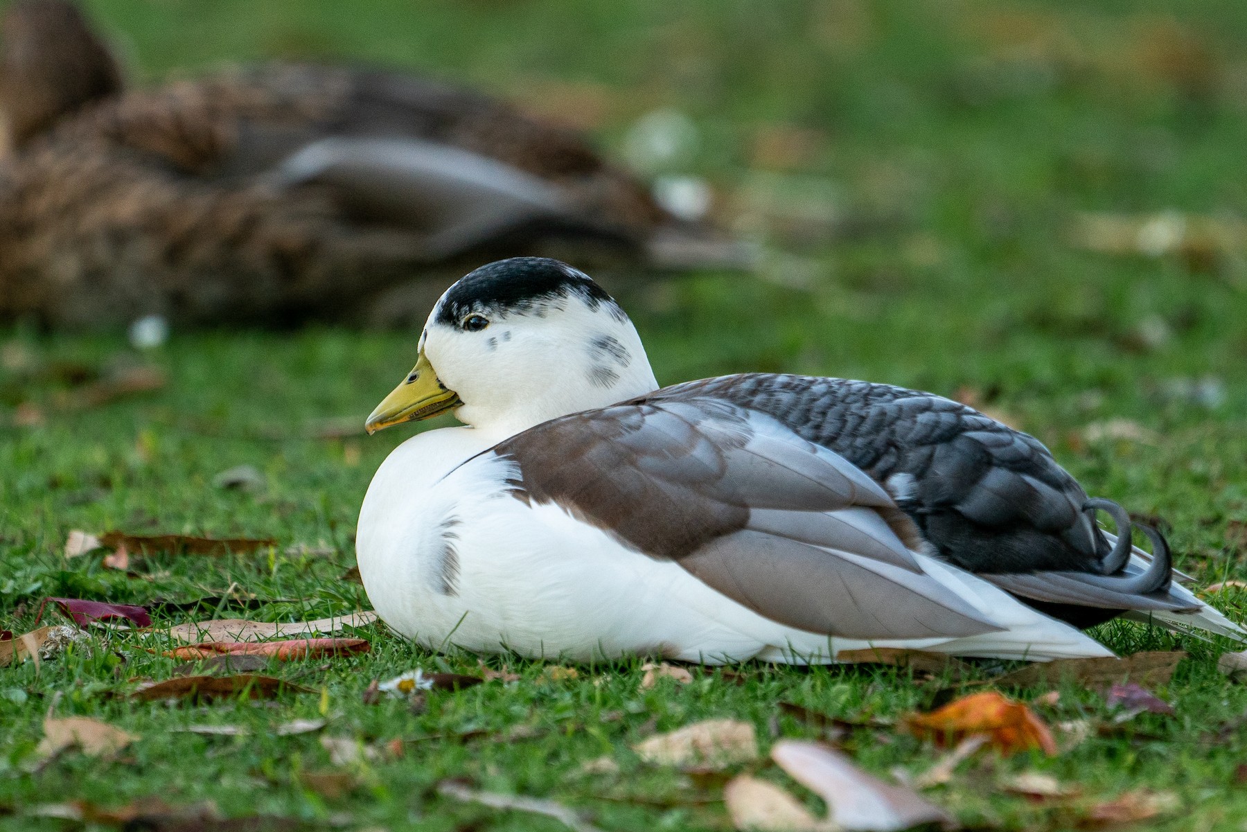 tanımsız Anatidae sp. - eBird
