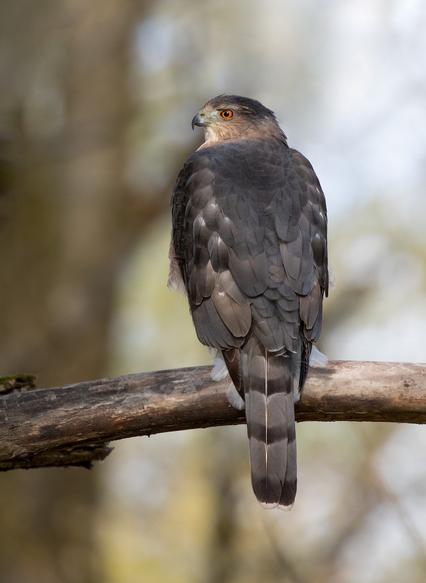 Cooper's Hawk - Accipiter cooperii - Media Search - Macaulay Library and eBird