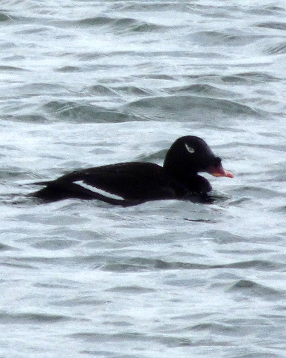 eBird Checklist - 11 Apr 2015 - Helena Valley Regulating Reservoir - 35 ...