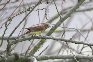 Chestnut Bunting - Emberiza rutila - Birds of the World