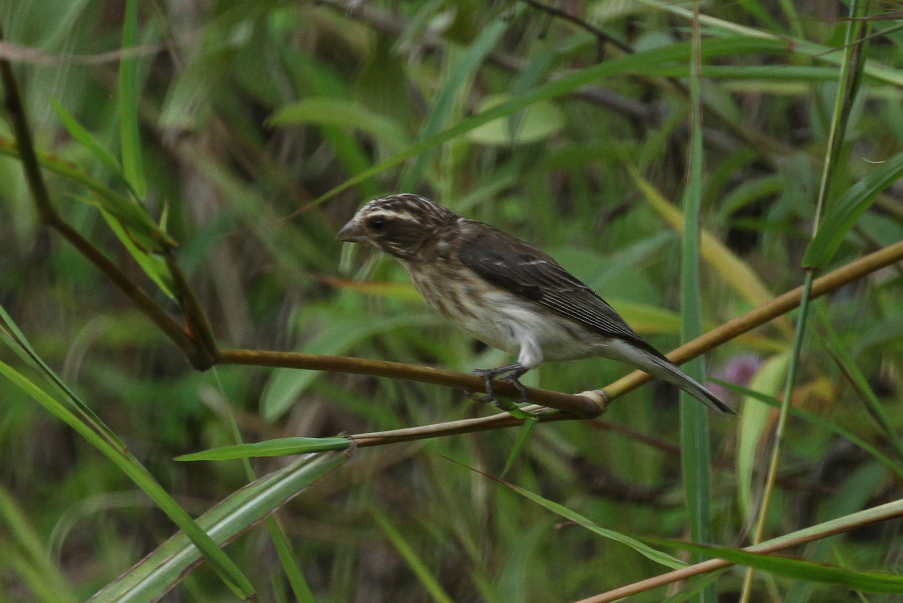 Reichard's Seedeater (Stripe-breasted) - eBird