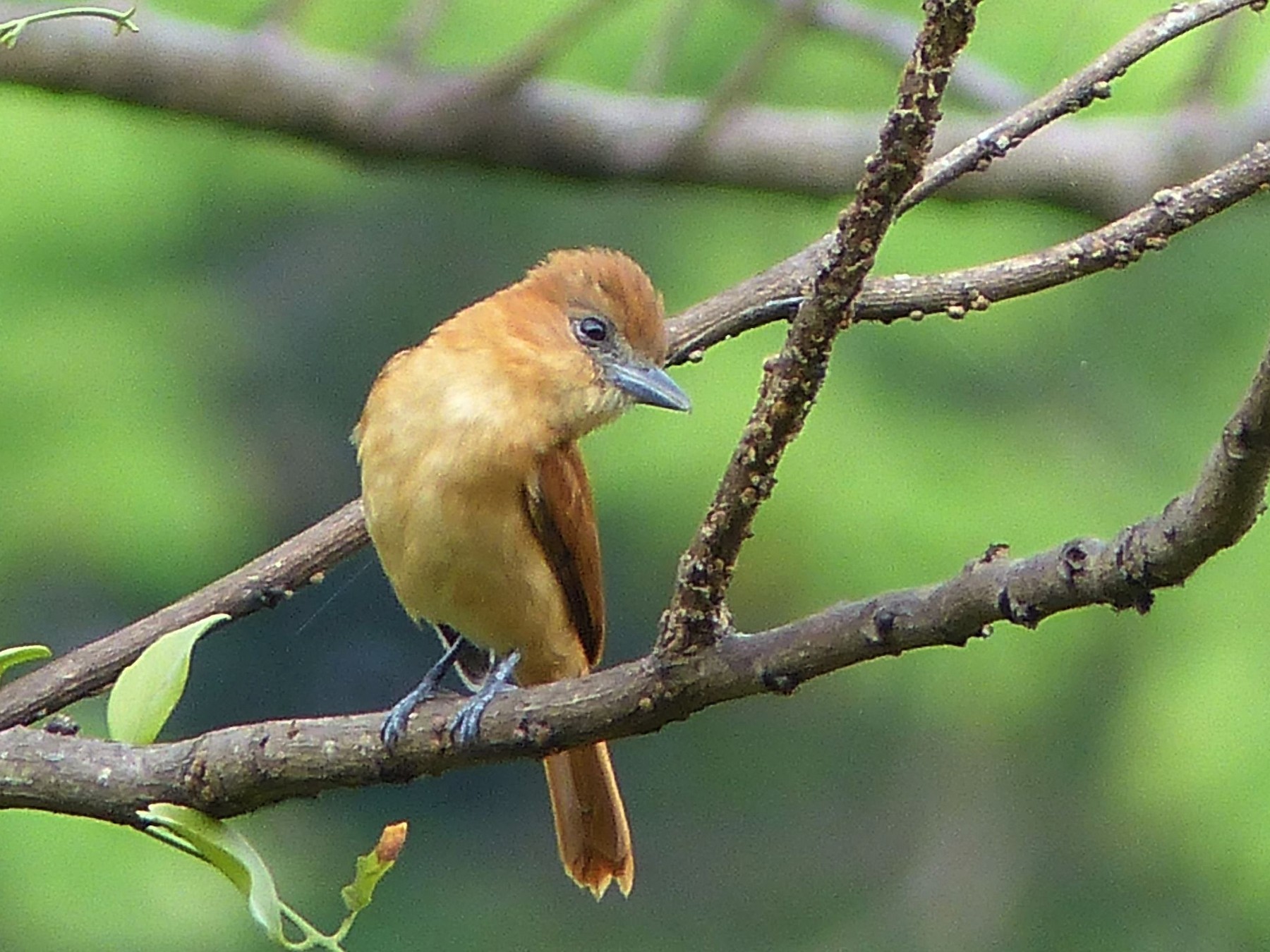 Slaty Becard - eBird