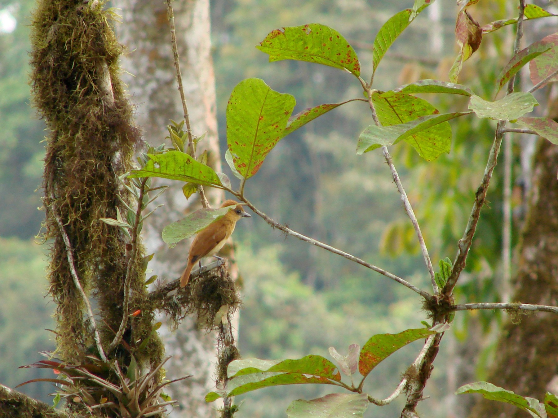 Slaty Becard - eBird