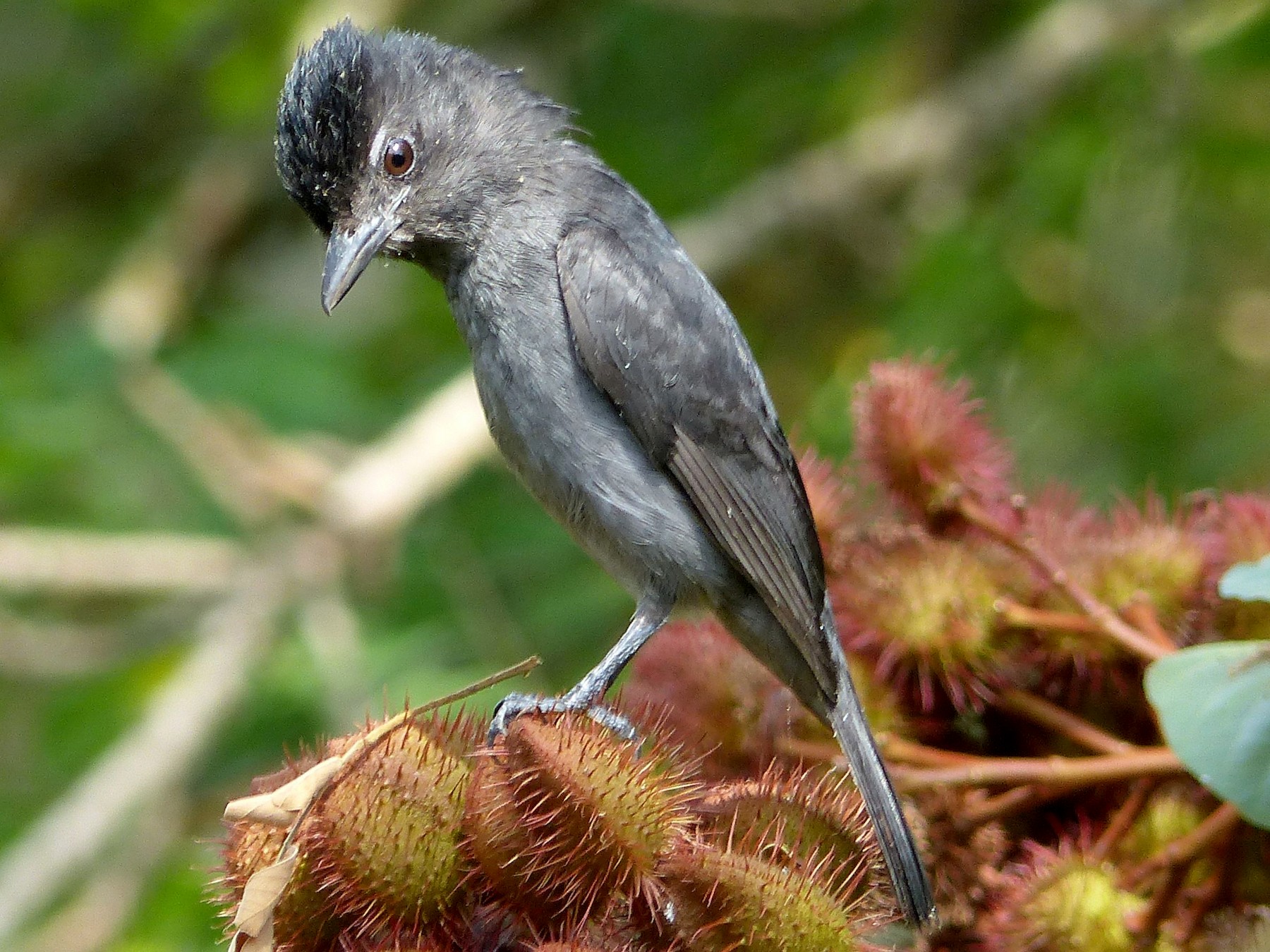 Slaty Becard - eBird