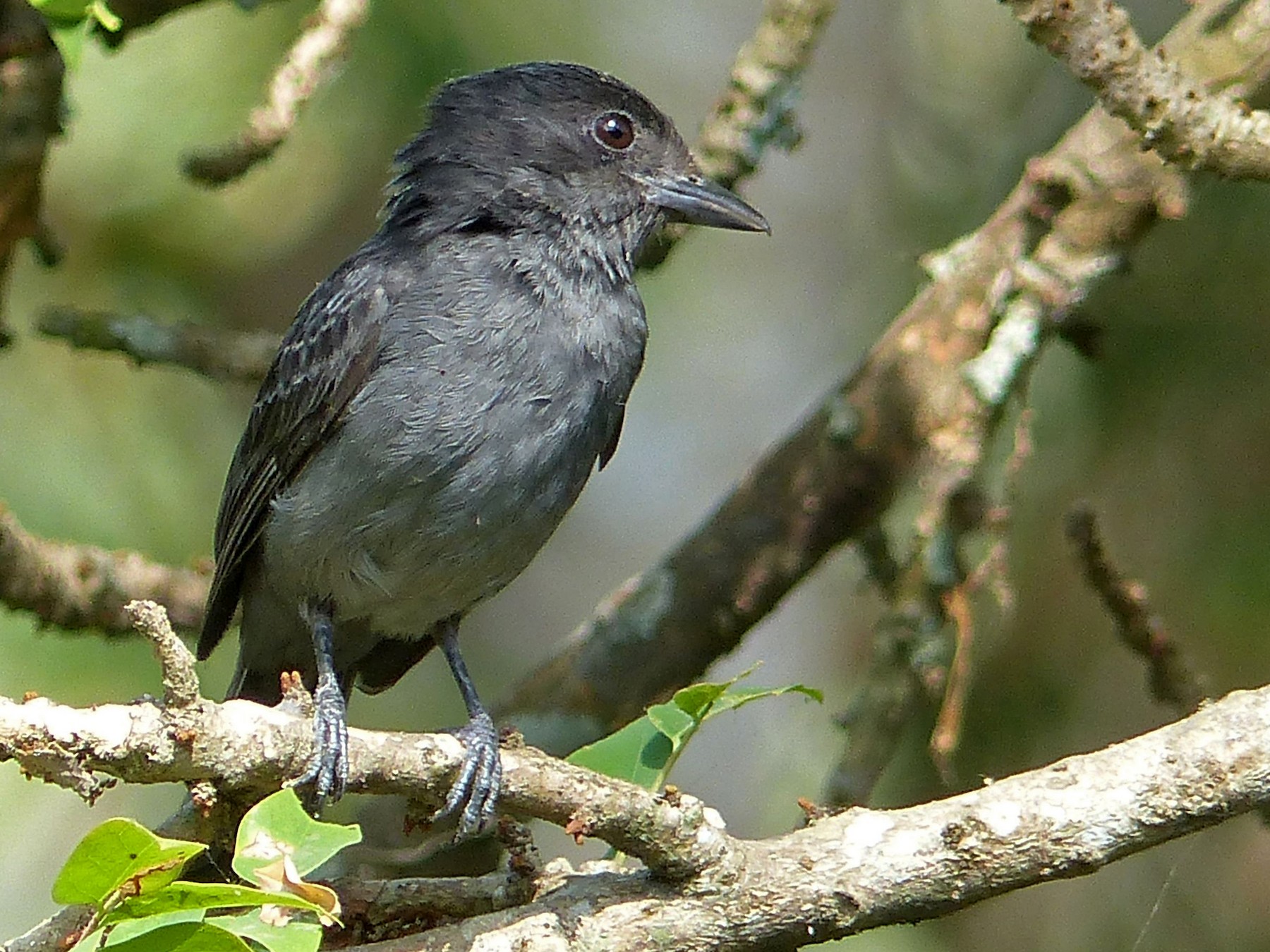 Slaty Becard - eBird
