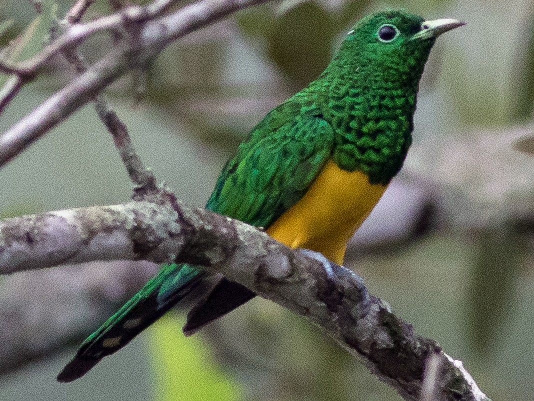 African Emerald Cuckoo - eBird