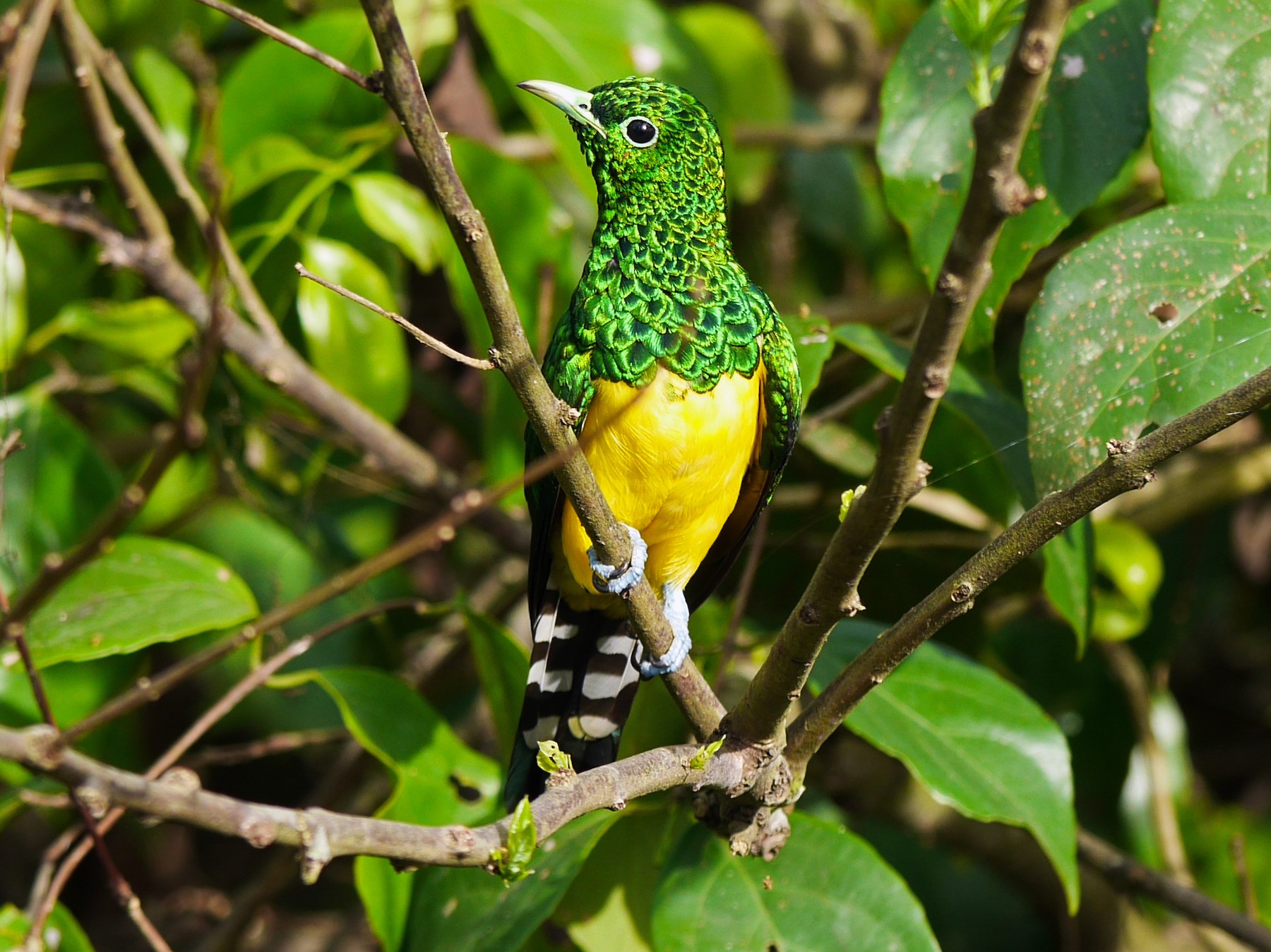 African Emerald Cuckoo - eBird