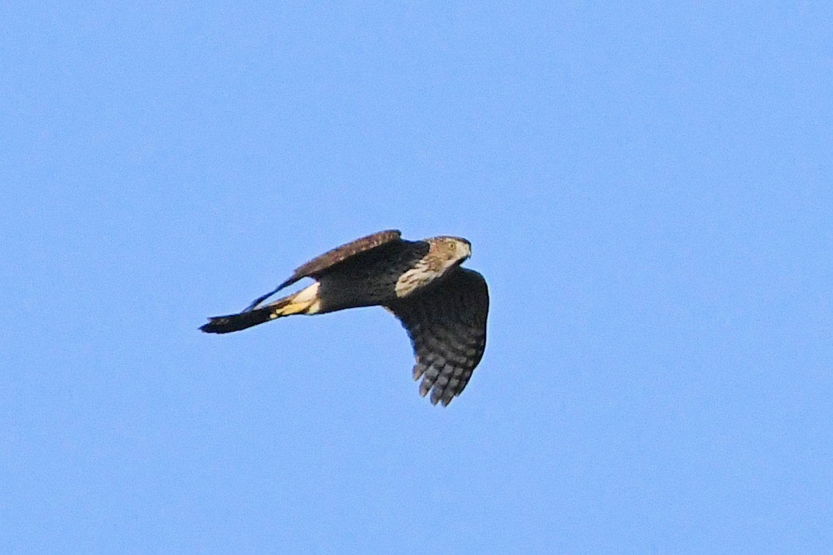 eBird Checklist - 23 Oct 2019 - Merritt Island NWR--Dummitt Grove - 39 ...