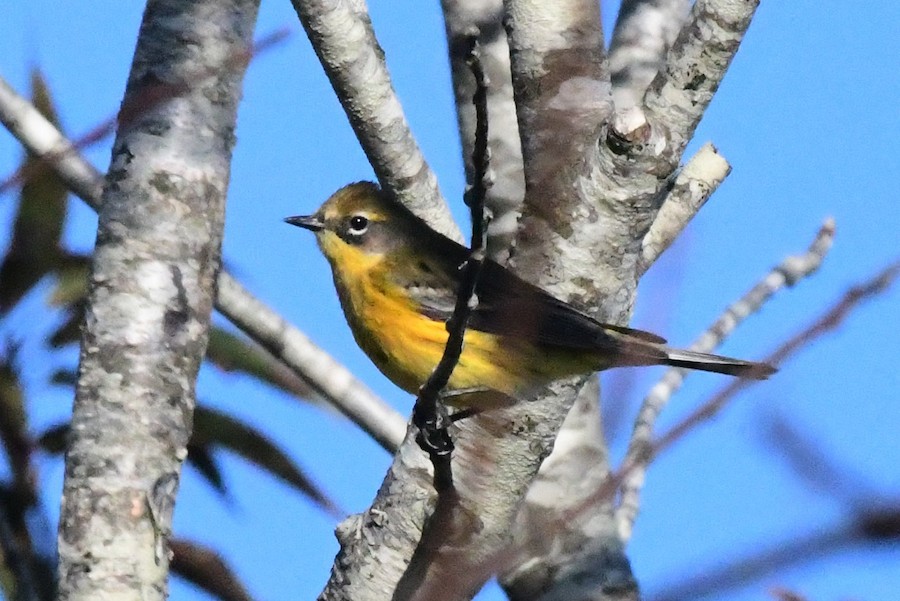 Magnolia x Yellow-rumped Warbler (hybrid) - eBird