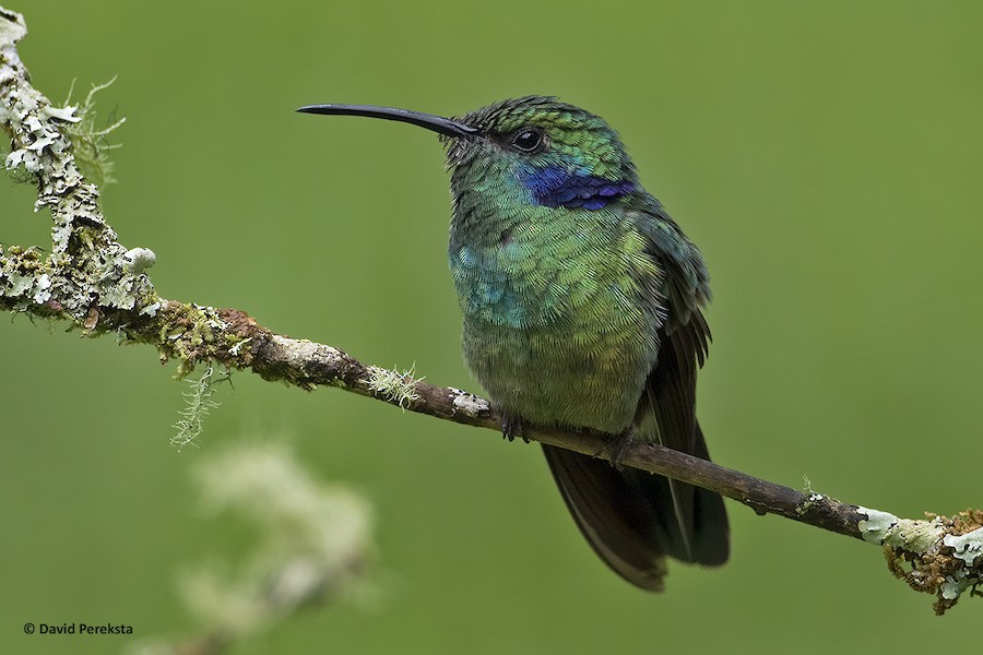 Colibrí Orejivioleta Verde (cyanotus/crissalis) - eBird