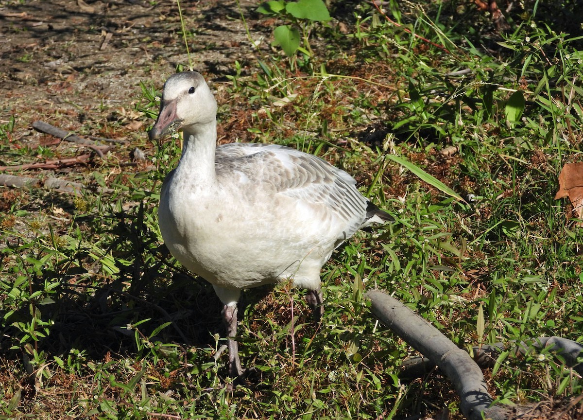eBird Checklist - 26 Oct 2019 - Frank G. Bonelli RP/Puddingstone ...