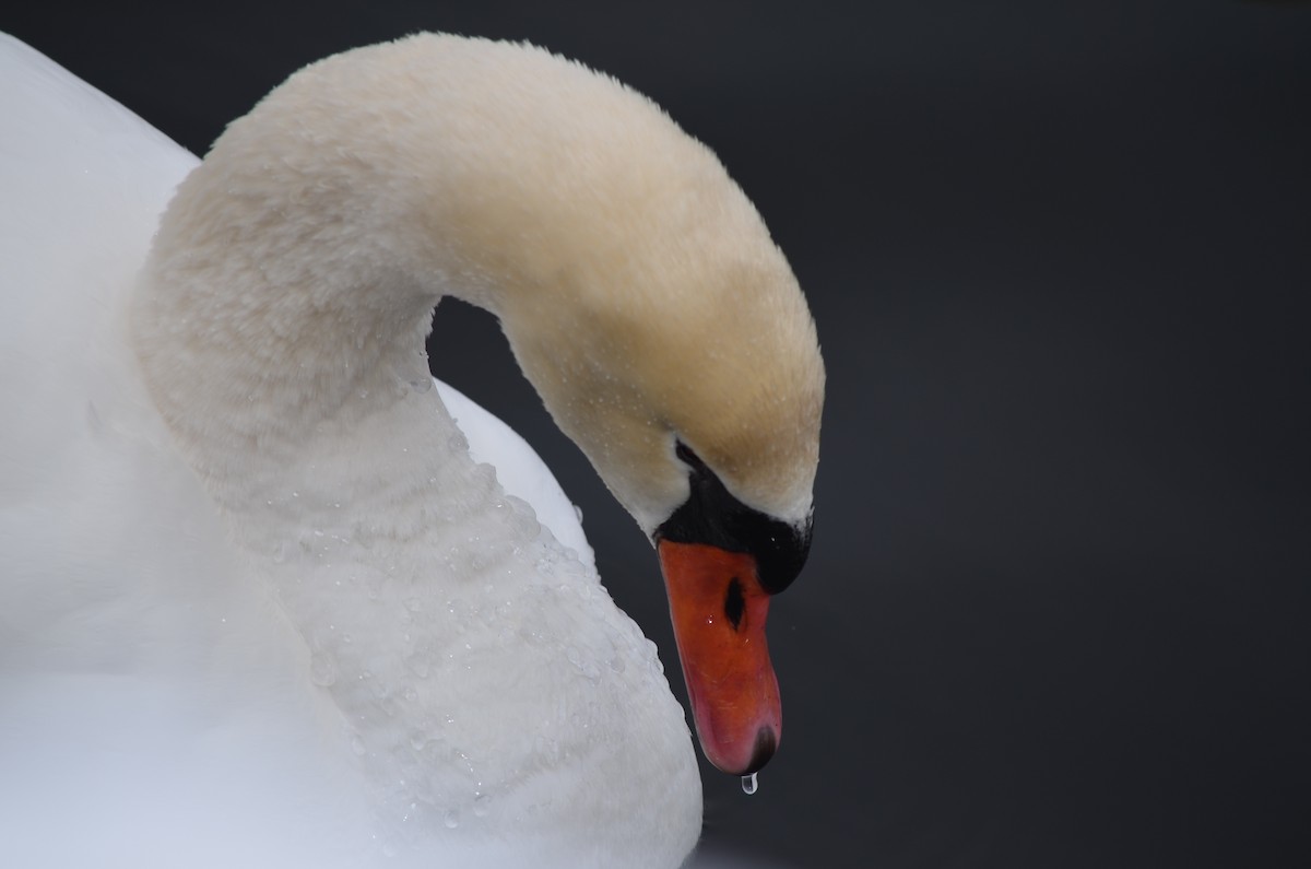 eBird Checklist - 8 Feb 2014 - Muskegon Lake channel - 22 species