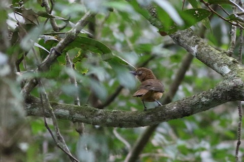 Rusty Pitohui