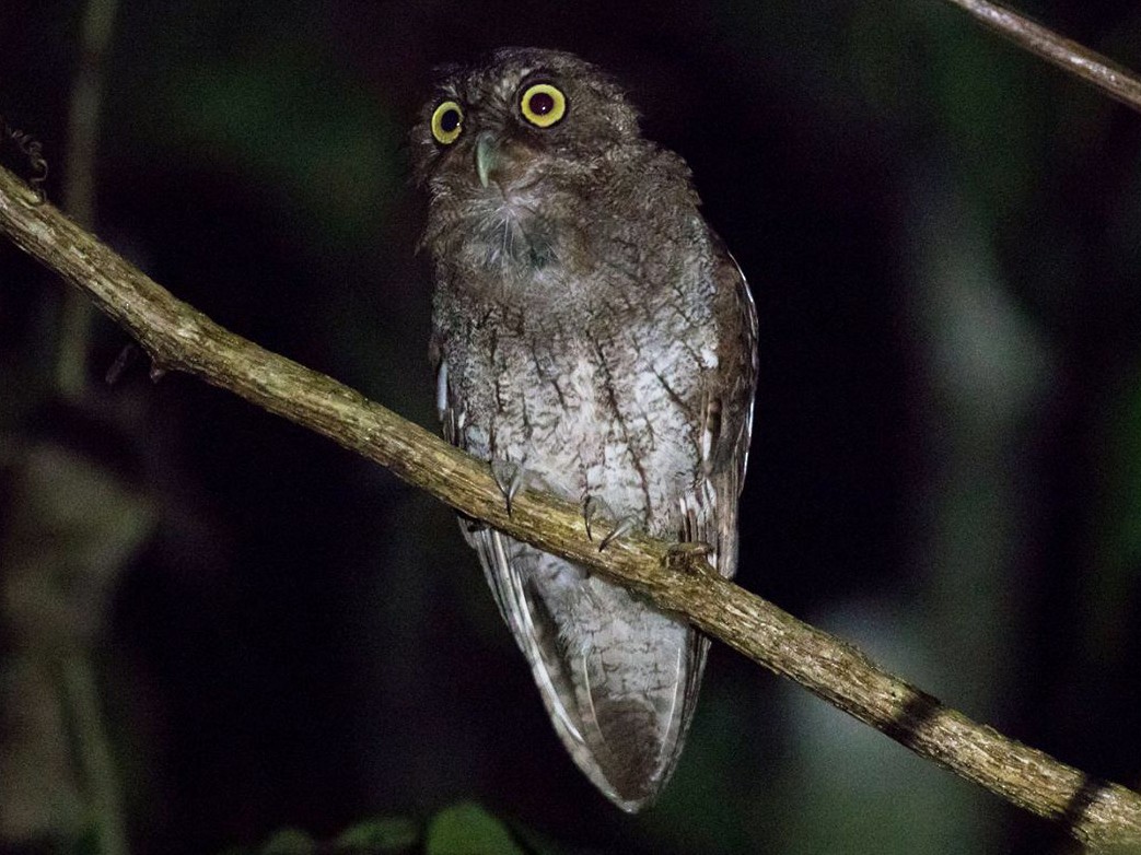 Tecolote de Piedemonte - eBird